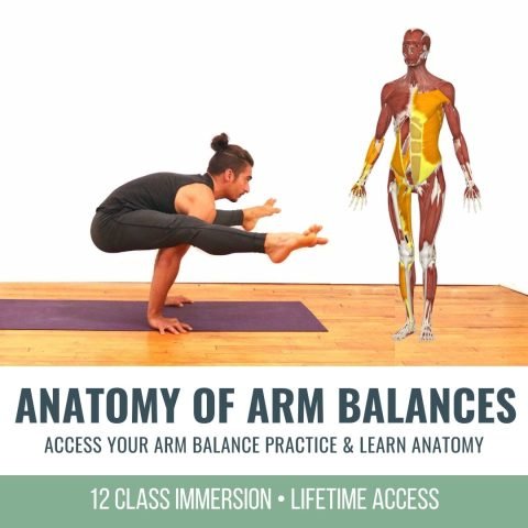 Anatomy of Arm Balances - THEYOGIMATT