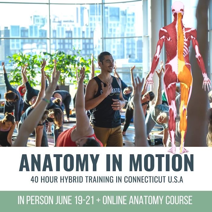 Anatomy in Motion 40 Hour Training - THEYOGIMATT