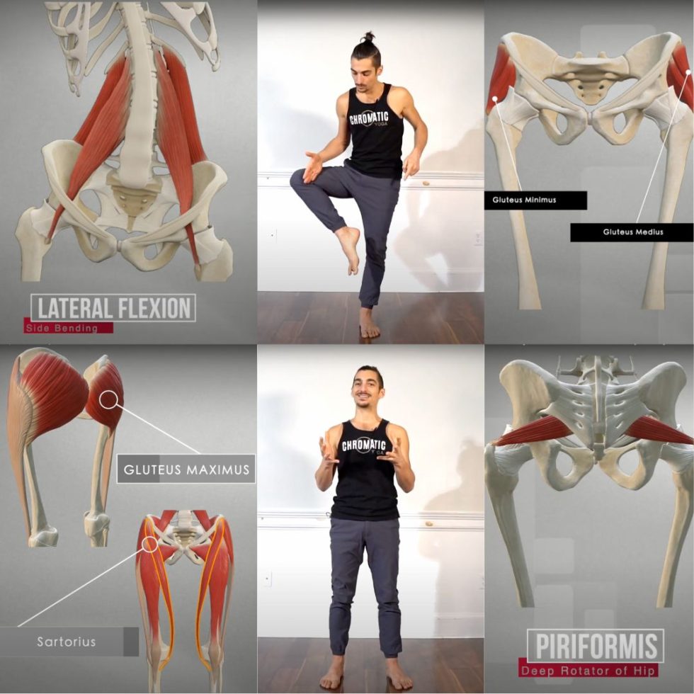 The Yoga Anatomy Course 20 hour Certification - THEYOGIMATT